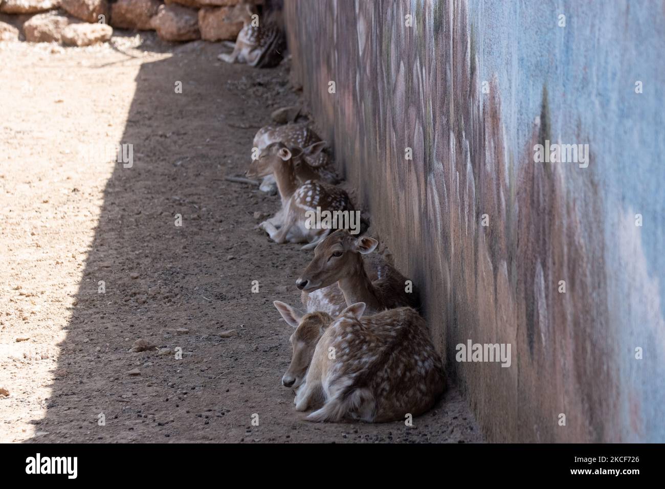 A view at the largest Attica Zoo Park in Greece on May 25, 2021. This ...