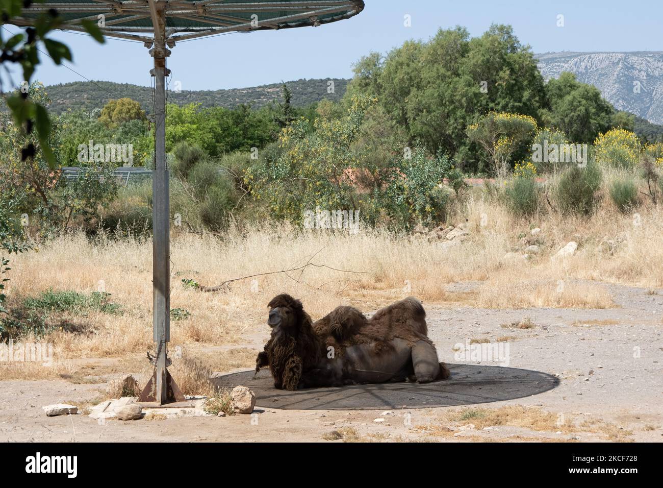 A view at the largest Attica Zoo Park in Greece on May 25, 2021. This ...