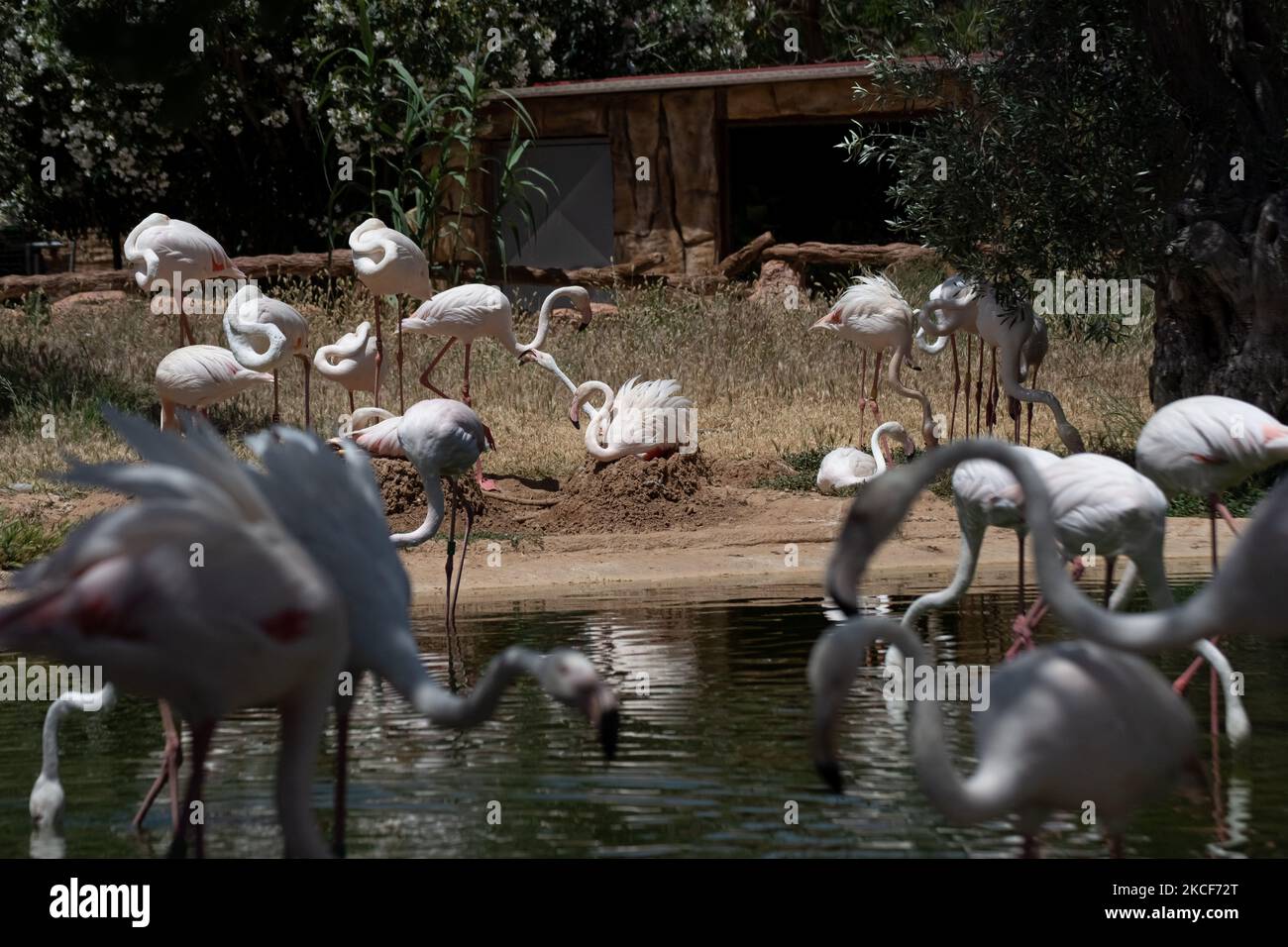 A view at the largest Attica Zoo Park in Greece on May 25, 2021. This ...