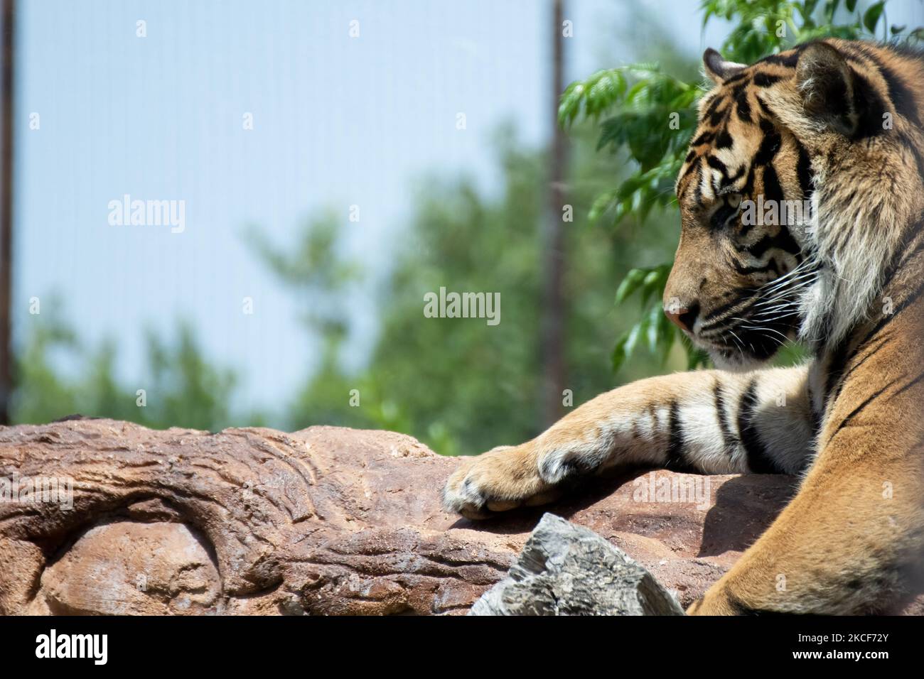 A view at the largest Attica Zoo Park in Greece on May 25, 2021. This ...