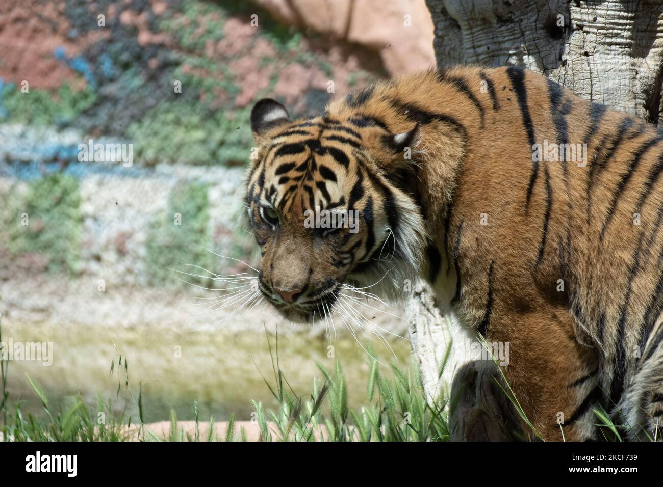 A view at the largest Attica Zoo Park in Greece on May 25, 2021. This ...