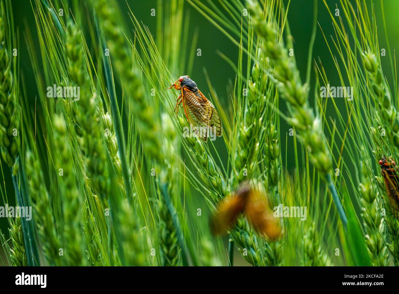 Cicadas are seen in the local area after spending the last seventeen ...