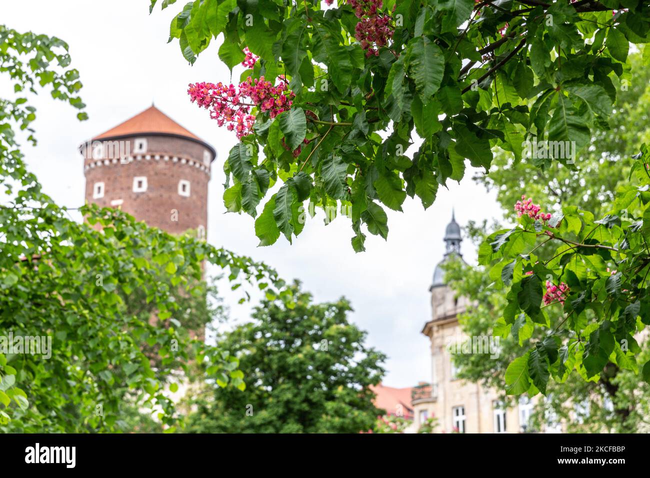 Spring flowers bloom in front of Vavel castle in Krakow's Old Town ...