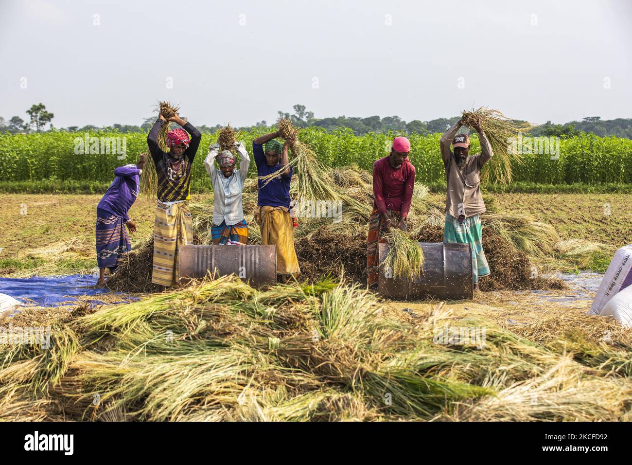 Farmers threshing paddy rice with a traditional style by beating corn ...