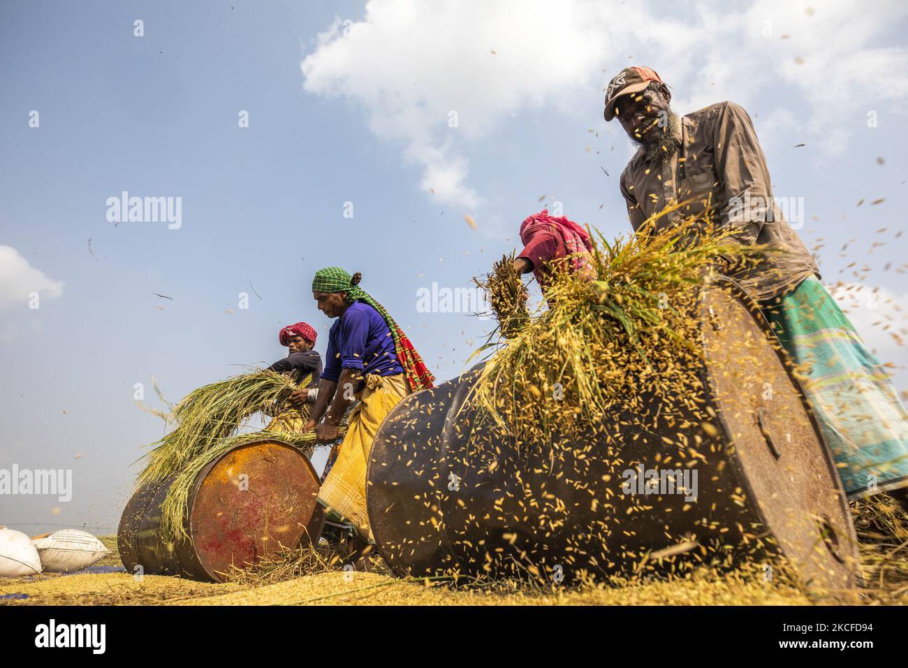 Farmers threshing paddy rice with a traditional style by beating corn ...