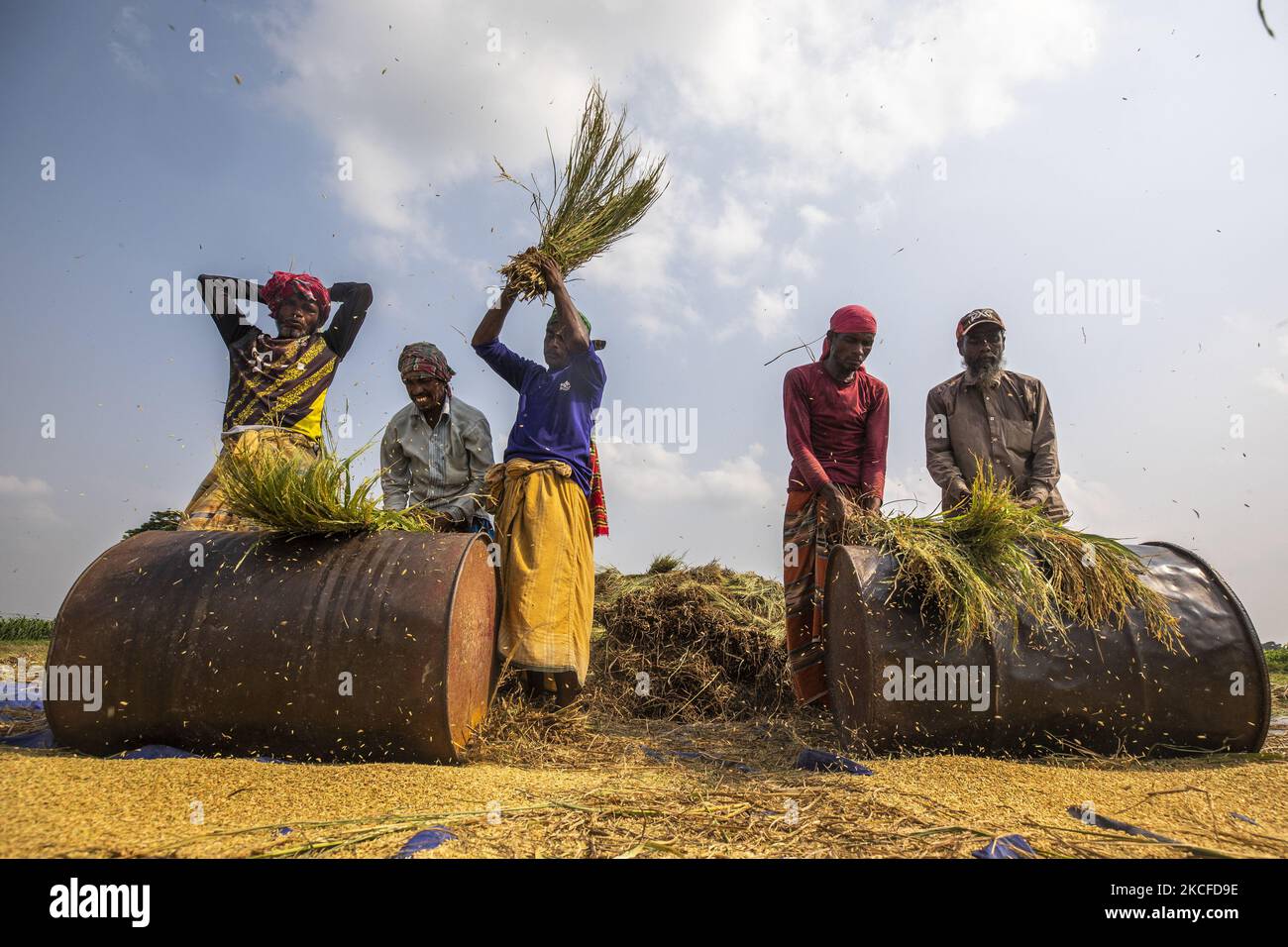 Farmers threshing paddy rice with a traditional style by beating corn ...