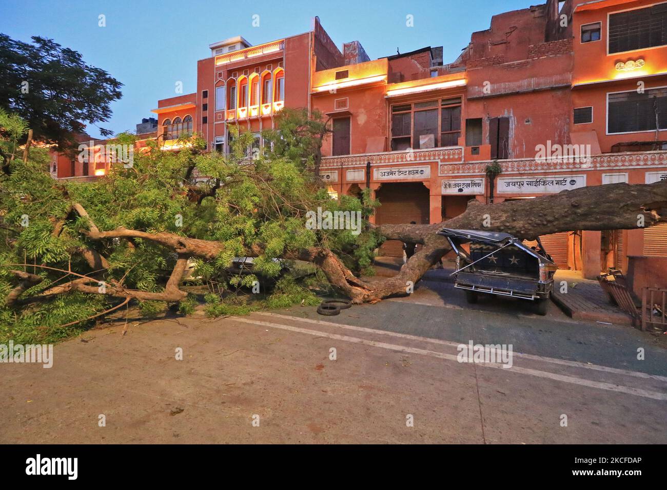 Vehicles damaged under an uprooted tree following a heavy storm at ...