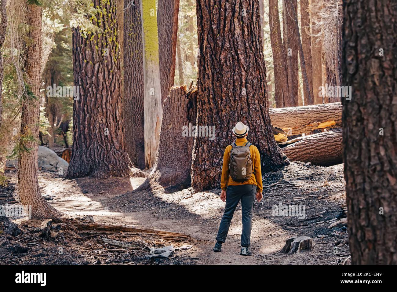 Man giant sequoia tree hi-res stock photography and images - Alamy