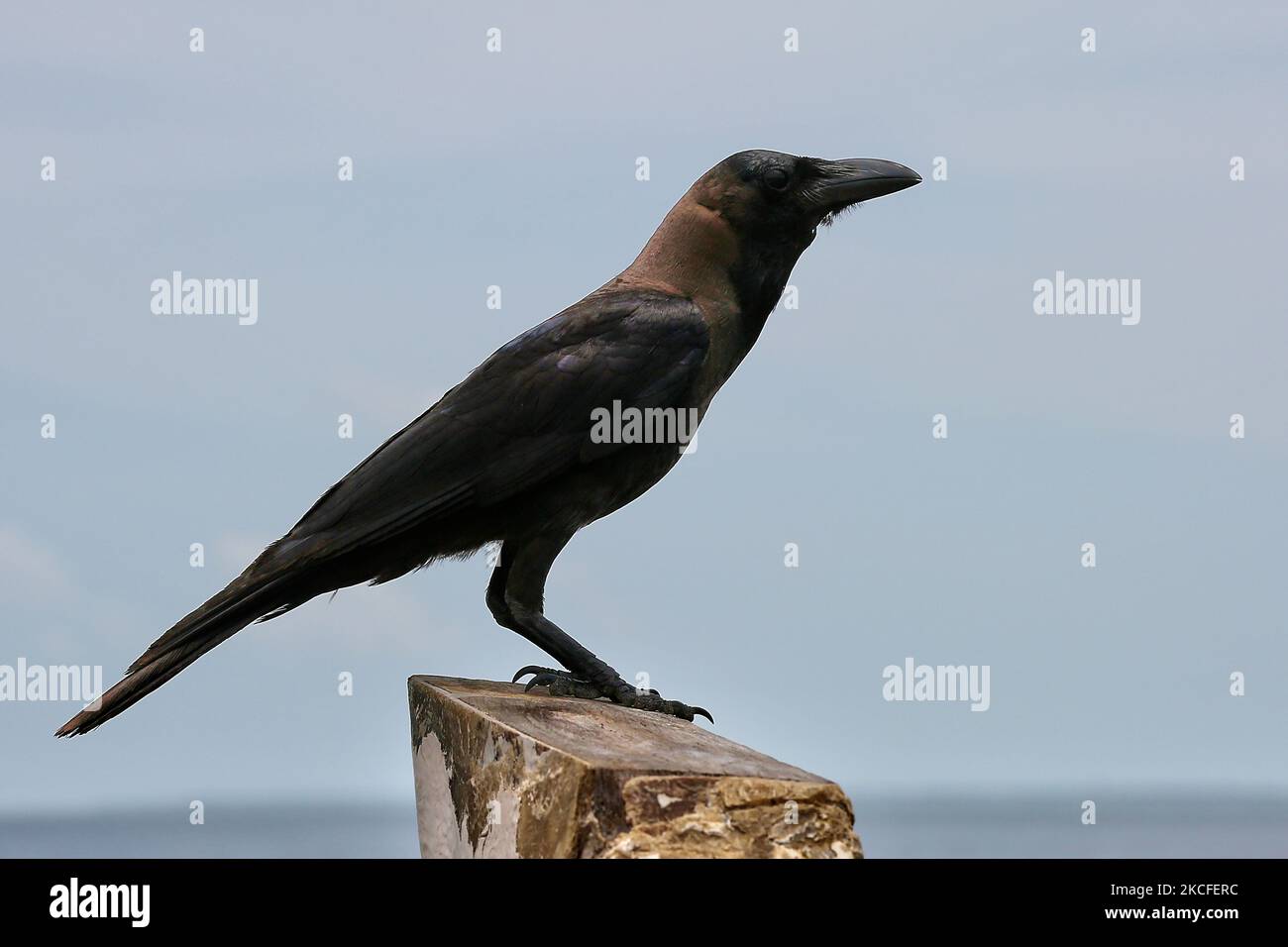 Ceylon crow (Colombo crow) (Corvus splendens) perched on a pillar at ...