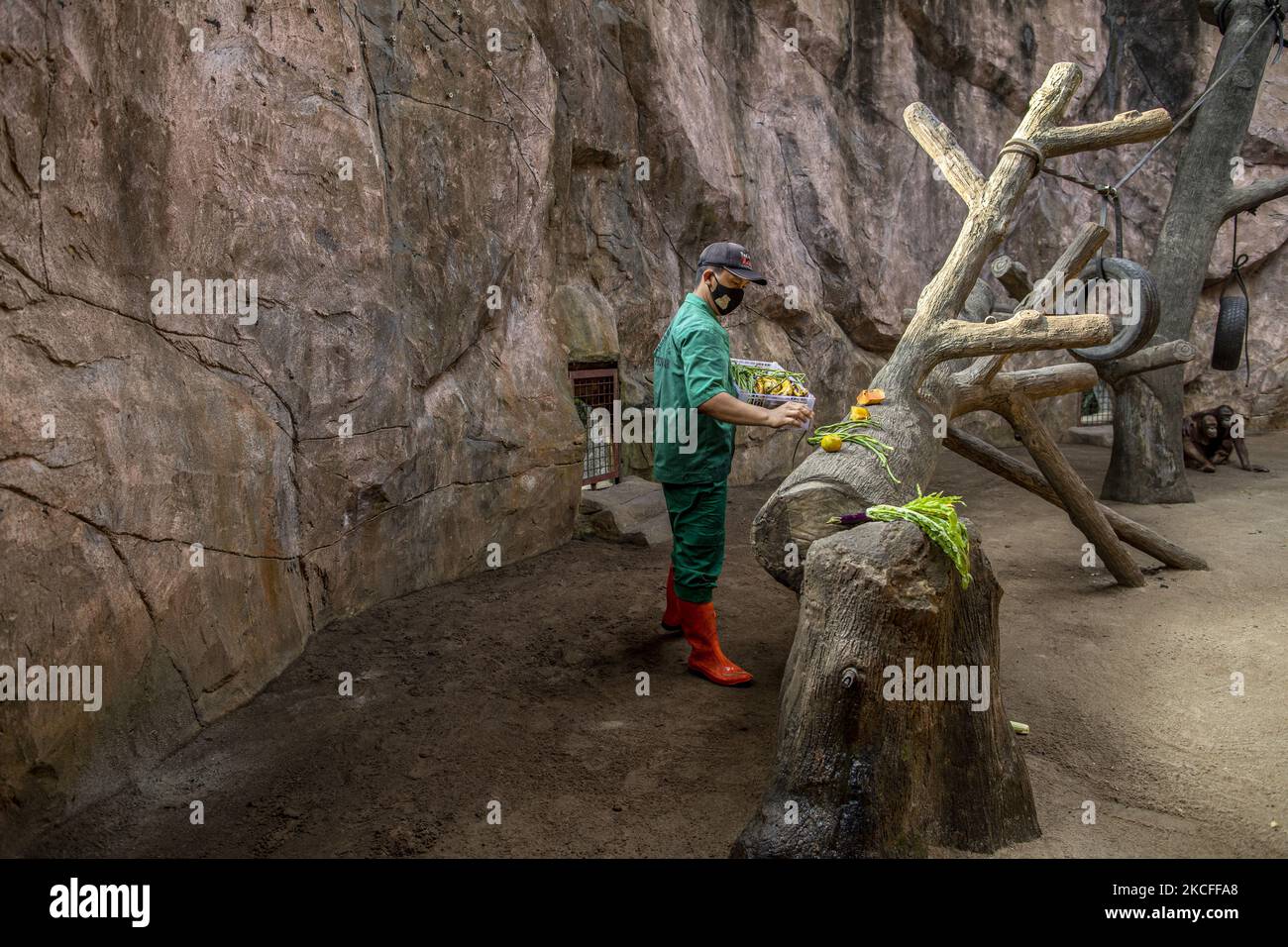 Orang utan ragunan zoo care taker hi-res stock photography and images ...