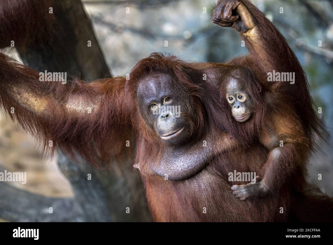 Orang Utan with her cub play at the zoo. Ragunan Zoo keep caring for ...