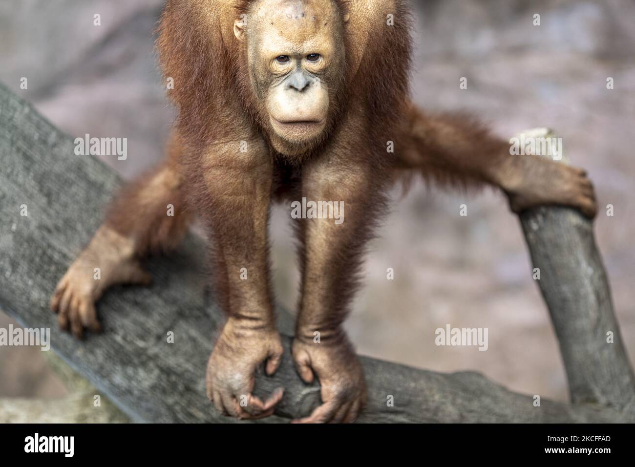 An orang utan look at the pohtojournalist while playing at the zoo ...
