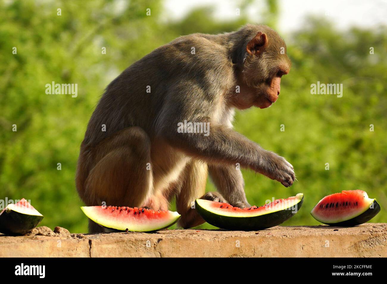 A Monkey eats watermelon on a Hot day in Pushkar, Rajasthan, India on ...