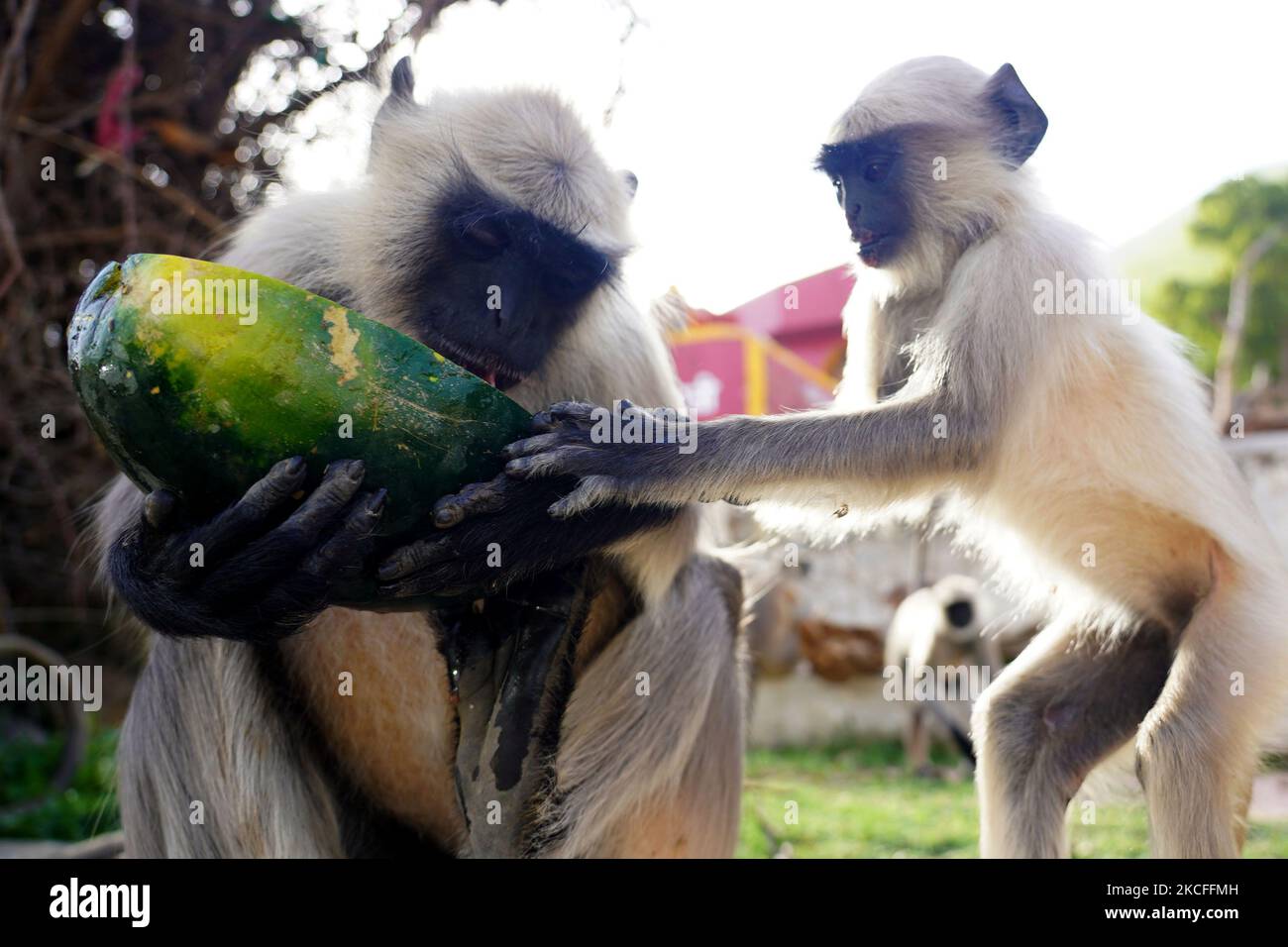 A Monkey eats watermelon on a Hot day in Pushkar, Rajasthan, India on ...