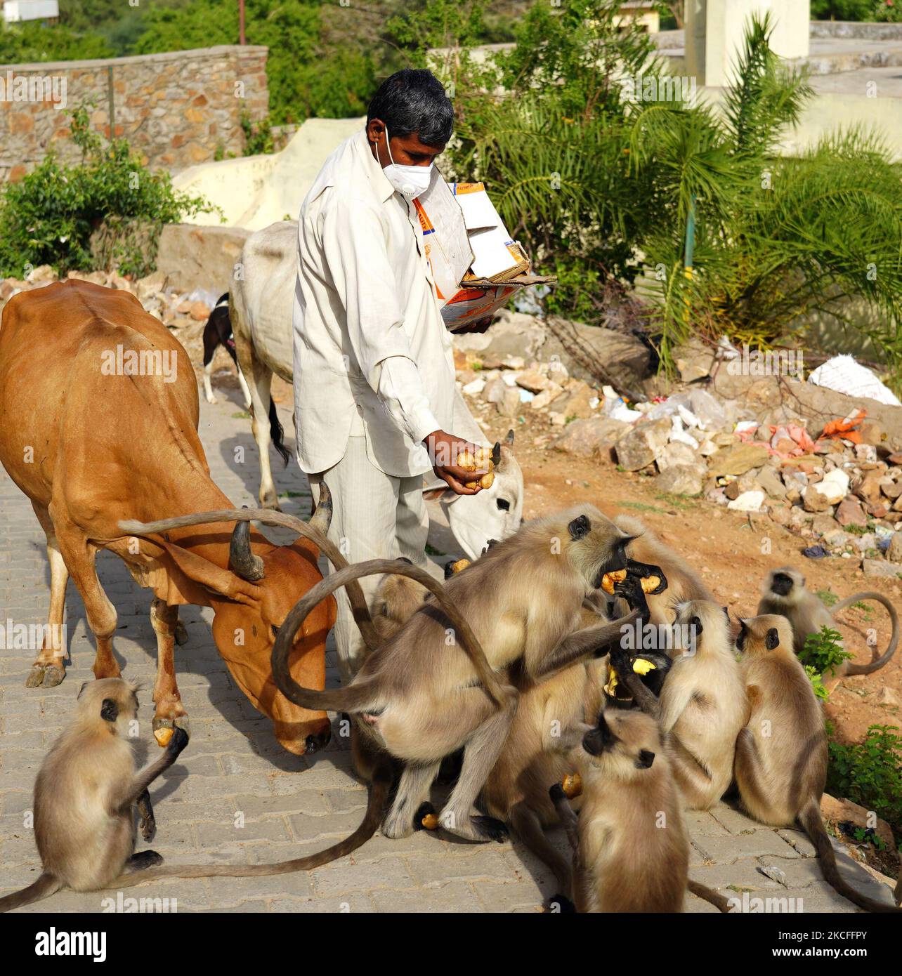 A Man feeds langur monkeys during a lockdown amid the Covid-19 ...