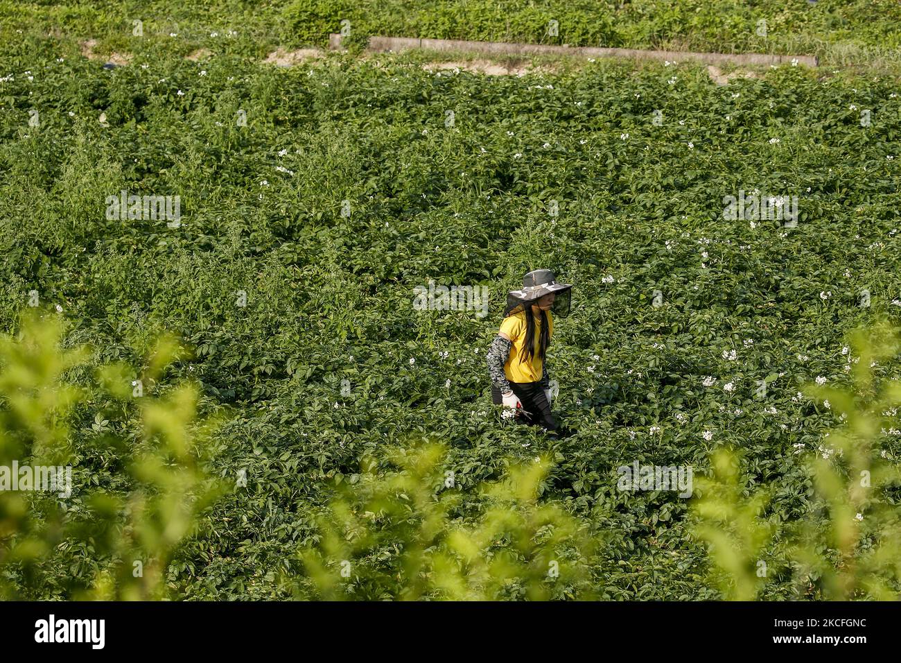 Farmer working their farm field in Sangju, South Korea on June 2, 2021 ...
