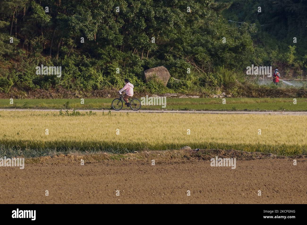 Farmer bicycle riding their farm field in Sangju, South Korea on June 2 ...