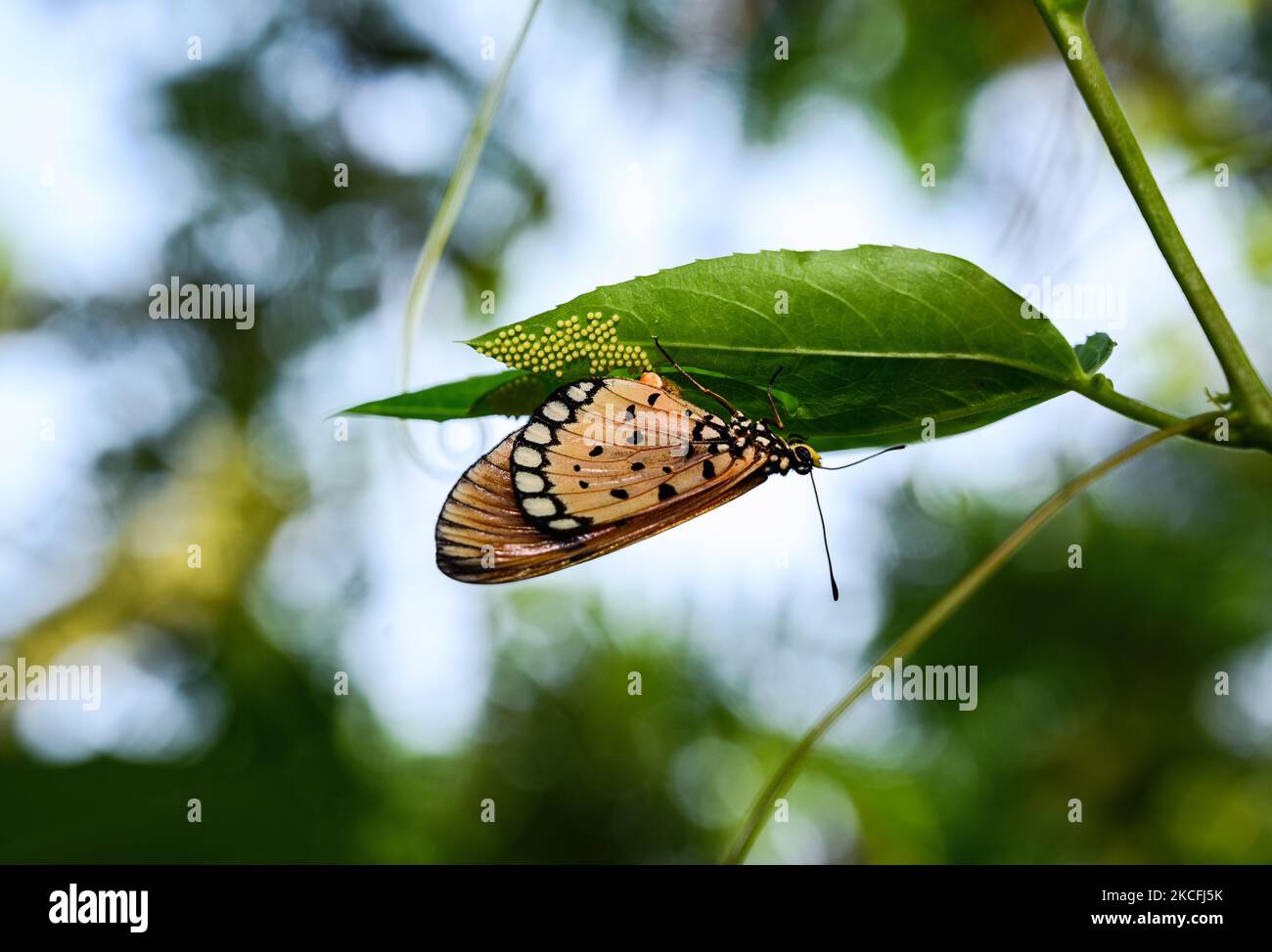 Female tawny coster hi-res stock photography and images - Alamy