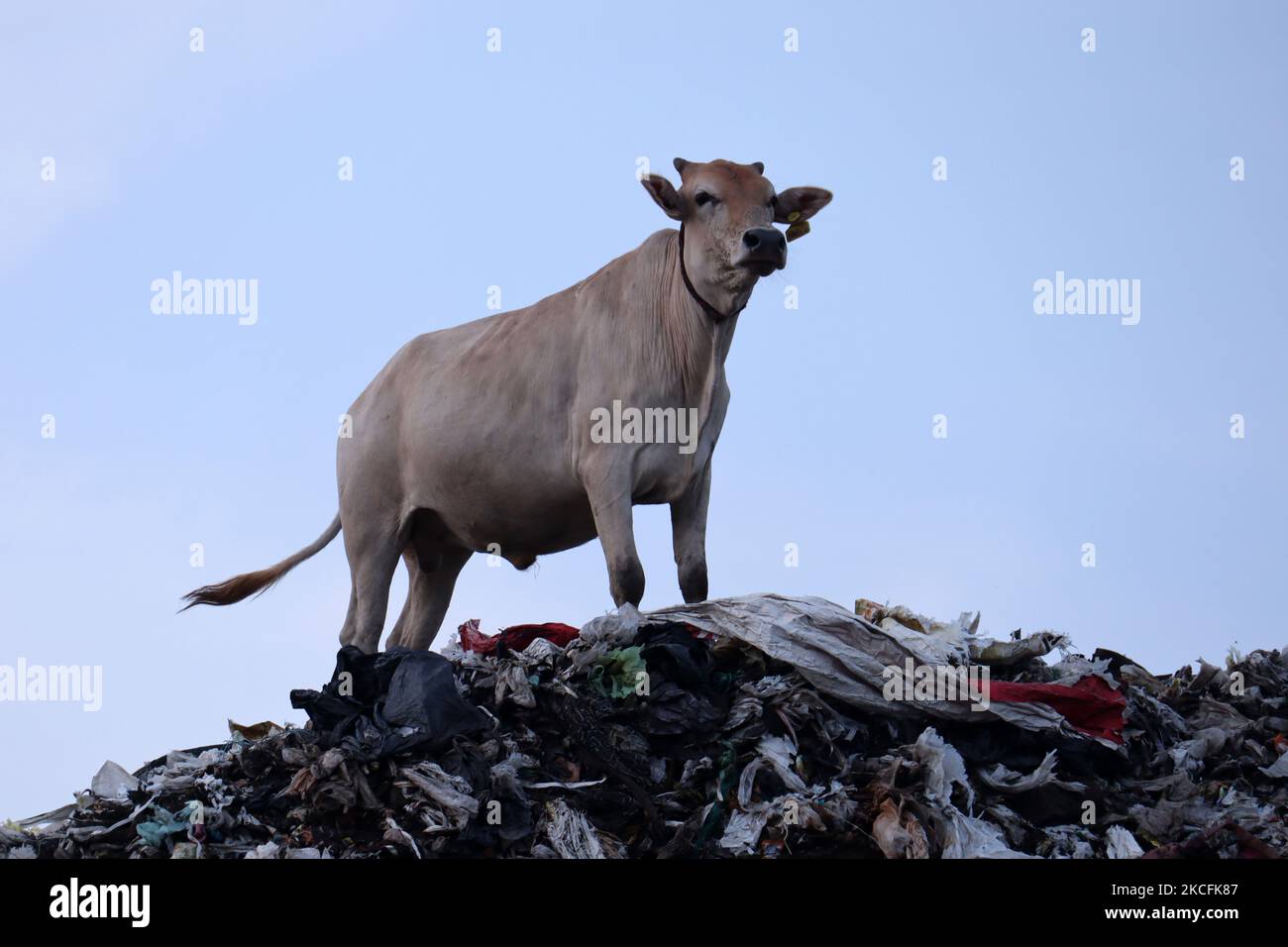 A cow standing on a garbage-heap at Boragaon dumping site, on the eve ...