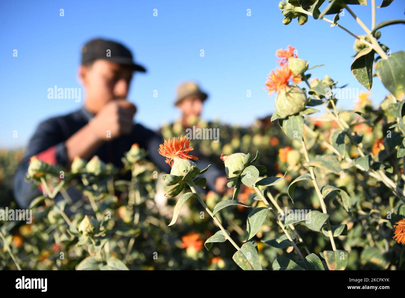 farmers harvesting the safflower plant which is a plant used as a spice ...