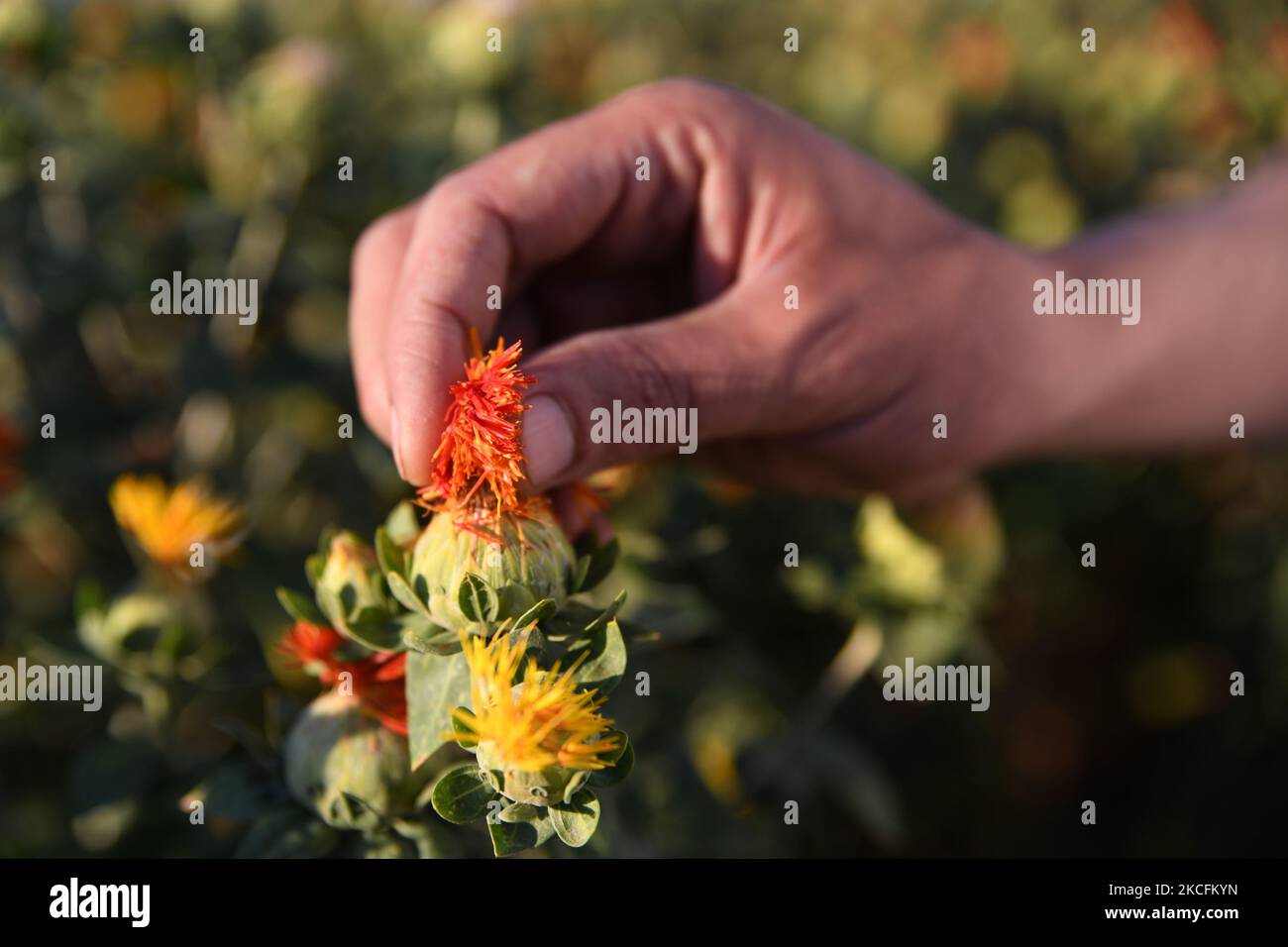 farmers harvesting the safflower plant which is a plant used as a spice ...