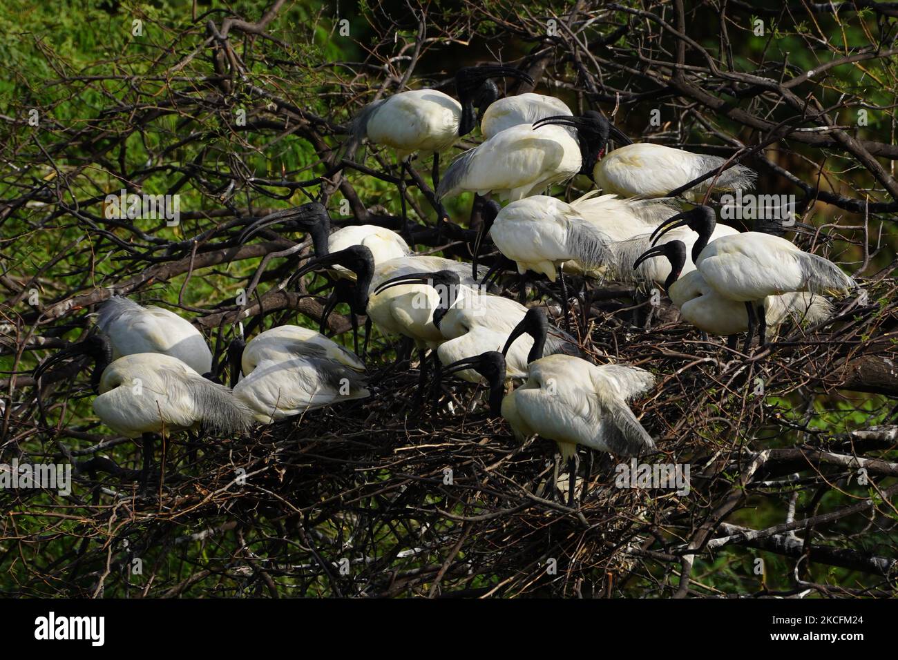 A Group of Black-Headed Ibis Sitting on a tree on the outskirts of ...