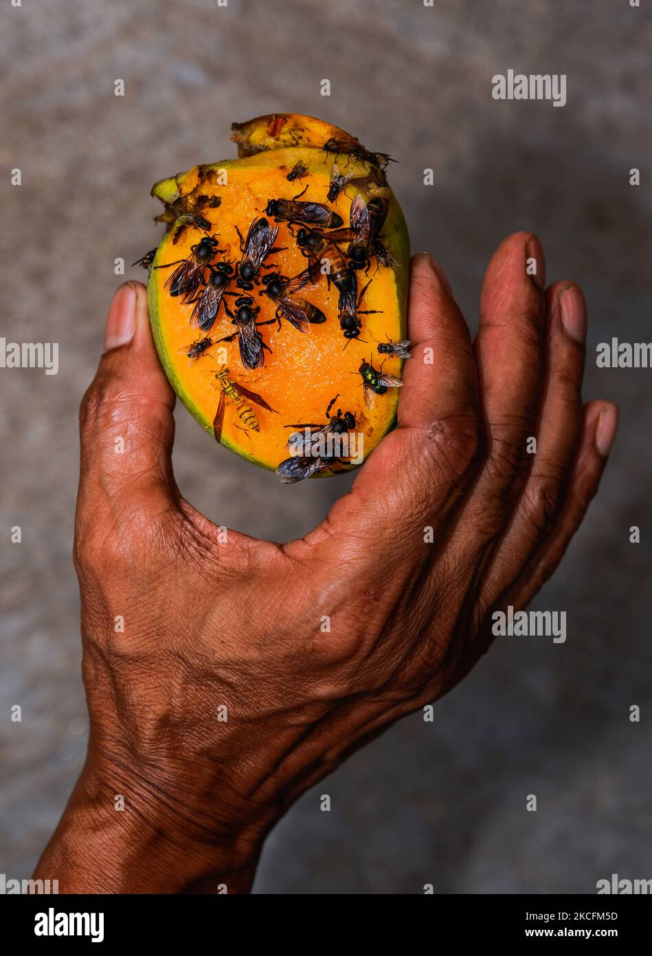 Aggressive insects like bees, yellow paper-wasp, and various flies sit ...