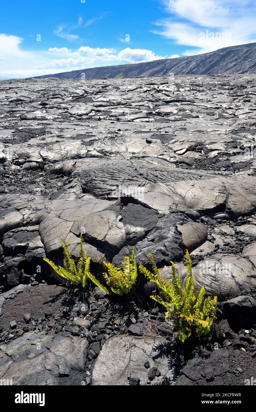 The picturesque steaming craters and lava streams around Mauna Ulu ...