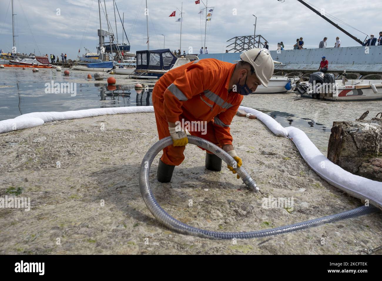 The photo shows the cleaning of mucilage covering the surface of the ...