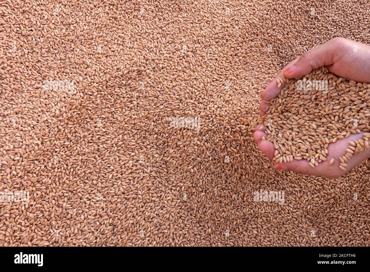 An Indian Farmer spread wheat grain to dry at a local distribution ...