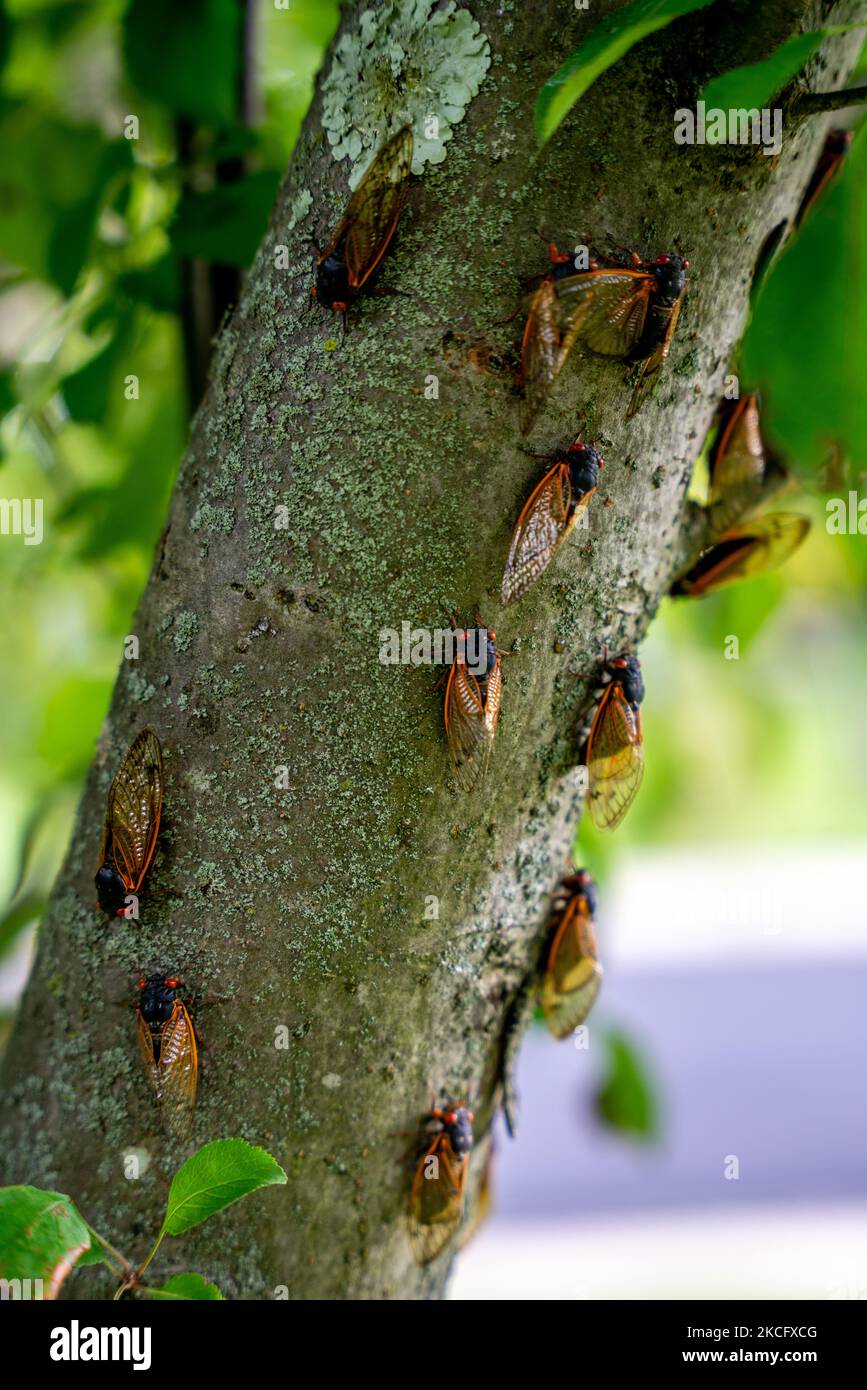Multiple cicadas affix themselves to a tree as Brood X cicadas are seen ...