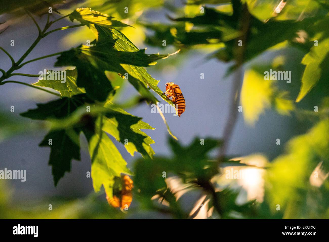 A cicada exoskeleton is backlit by sunlight as Brood X cicadas are seen ...