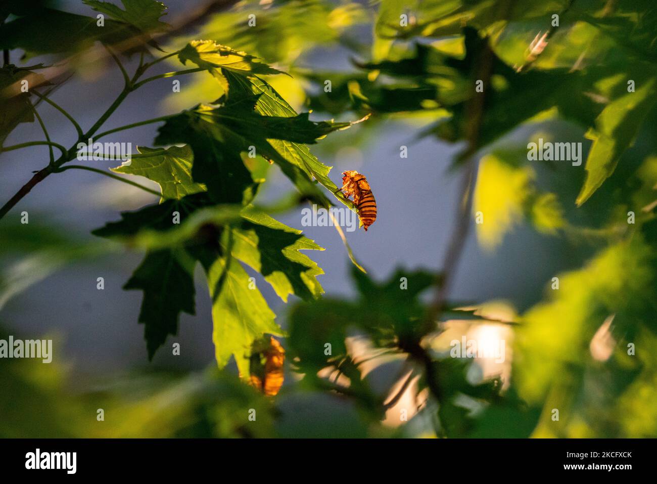 A cicada exoskeleton is backlit by sunlight as Brood X cicadas are seen ...
