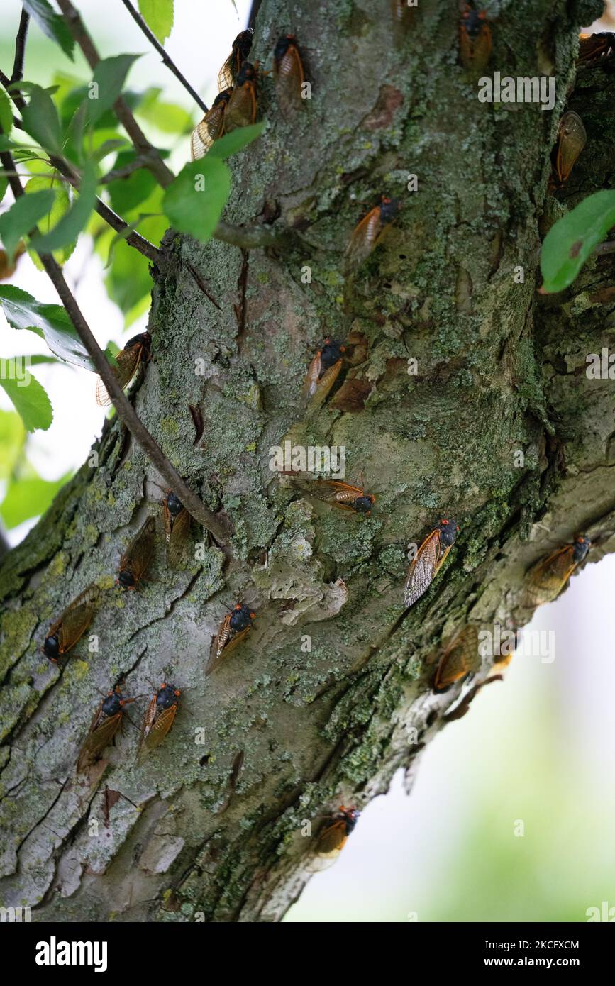 Multiple cicadas affix themselves to a tree as Brood X cicadas are seen ...