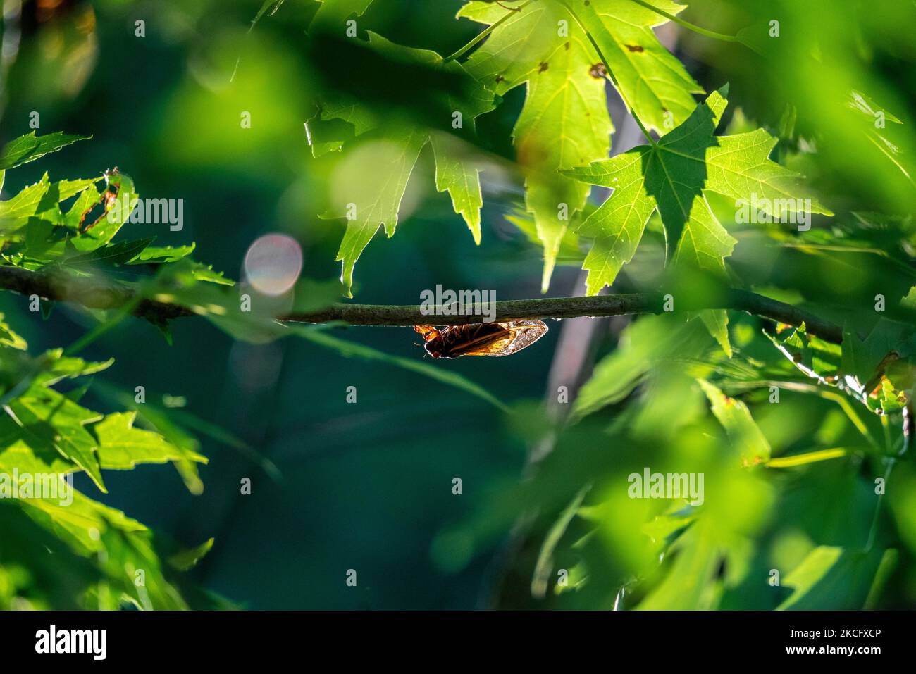 A cicada is seen resting in a tree as Brood X cicadas are seen after ...