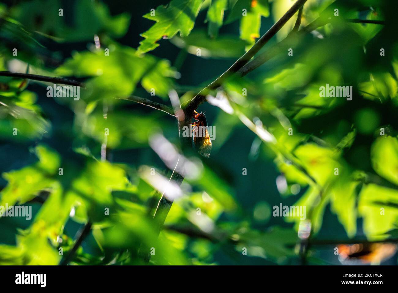 A cicada rests in a tree as Brood X cicadas are seen after spending the ...