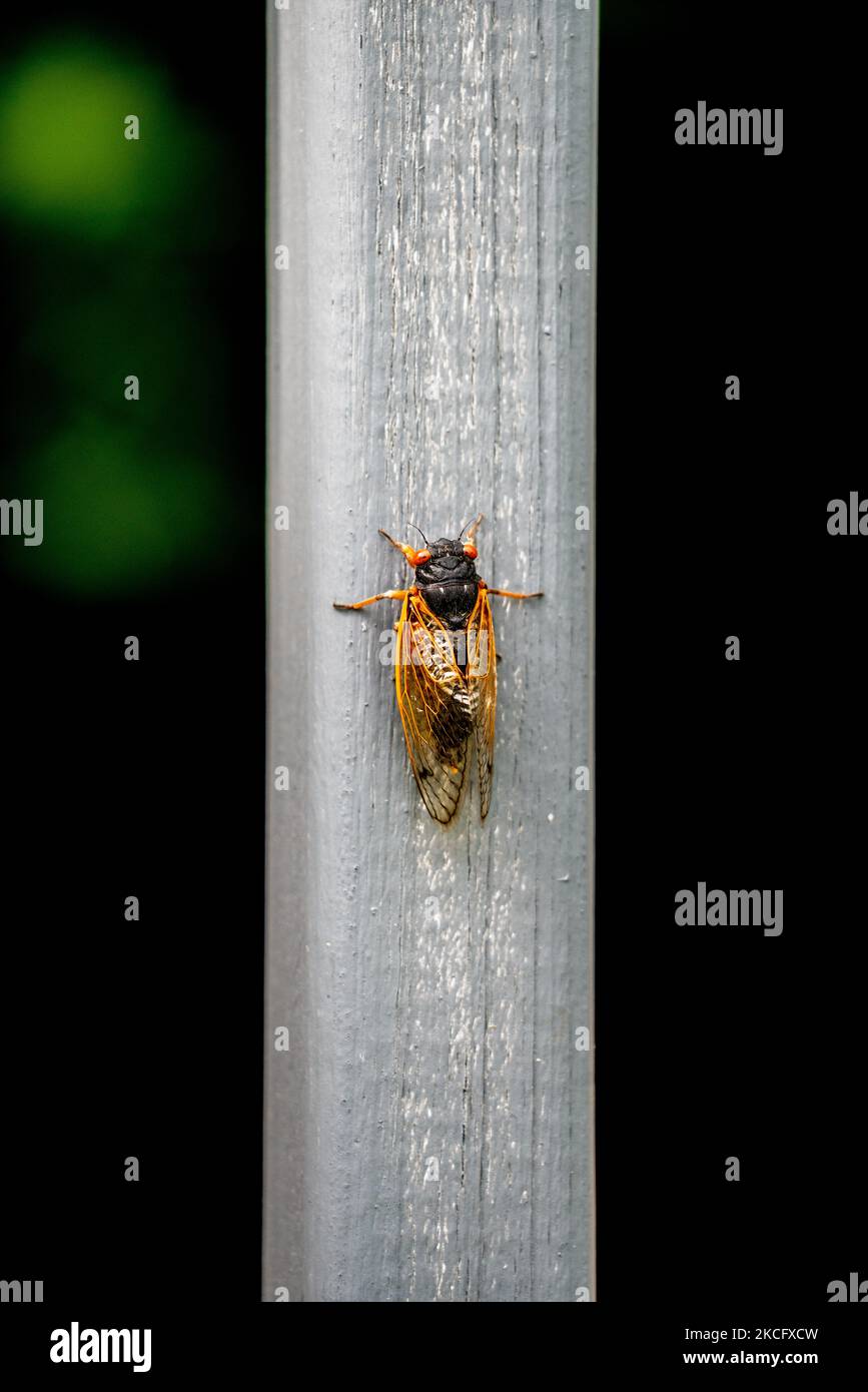 A cicada rests on a fence post as Brood X cicadas are seen after ...