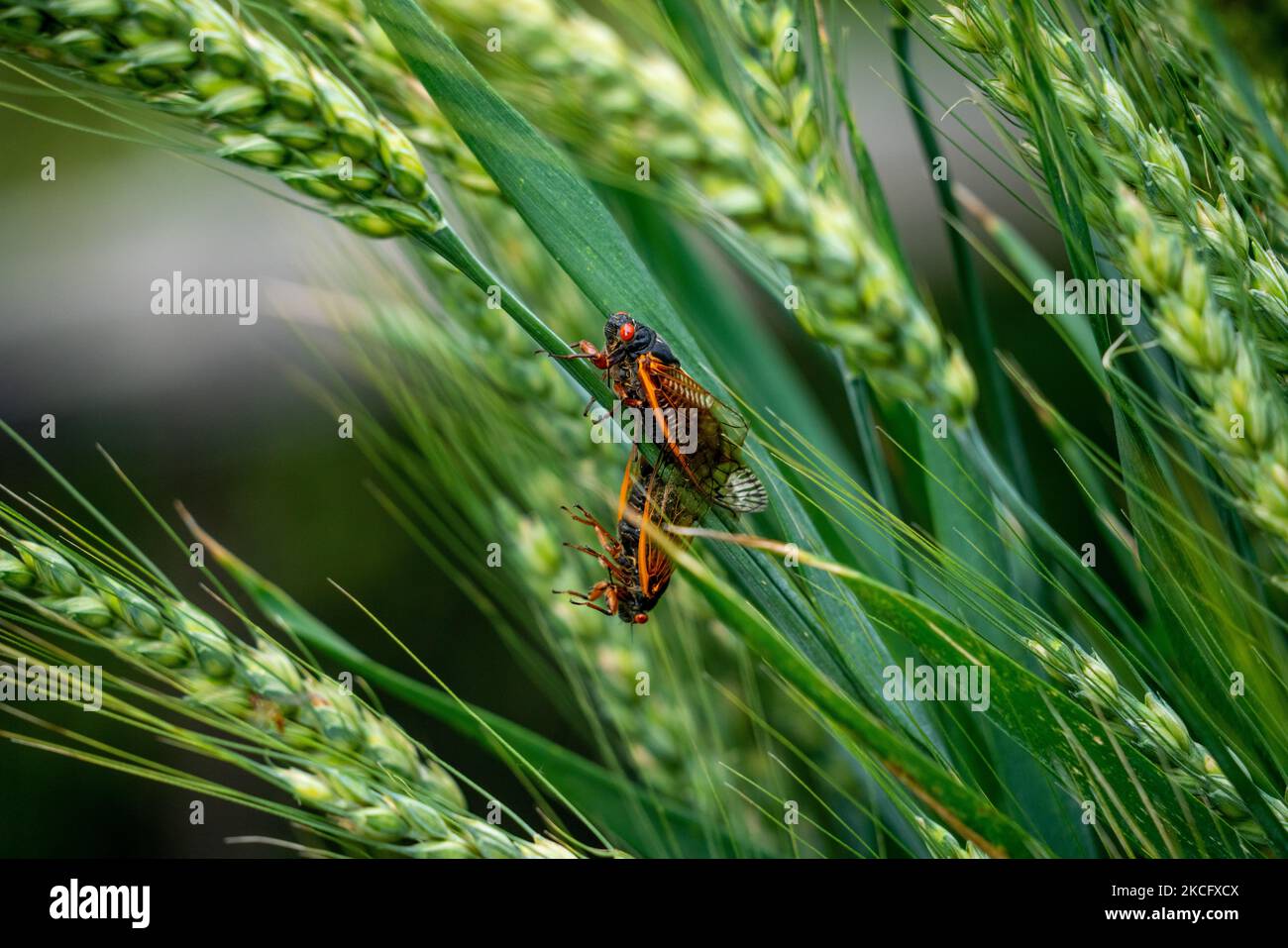 Cicadas rest in a garden as Brood X cicadas are seen after spending the ...