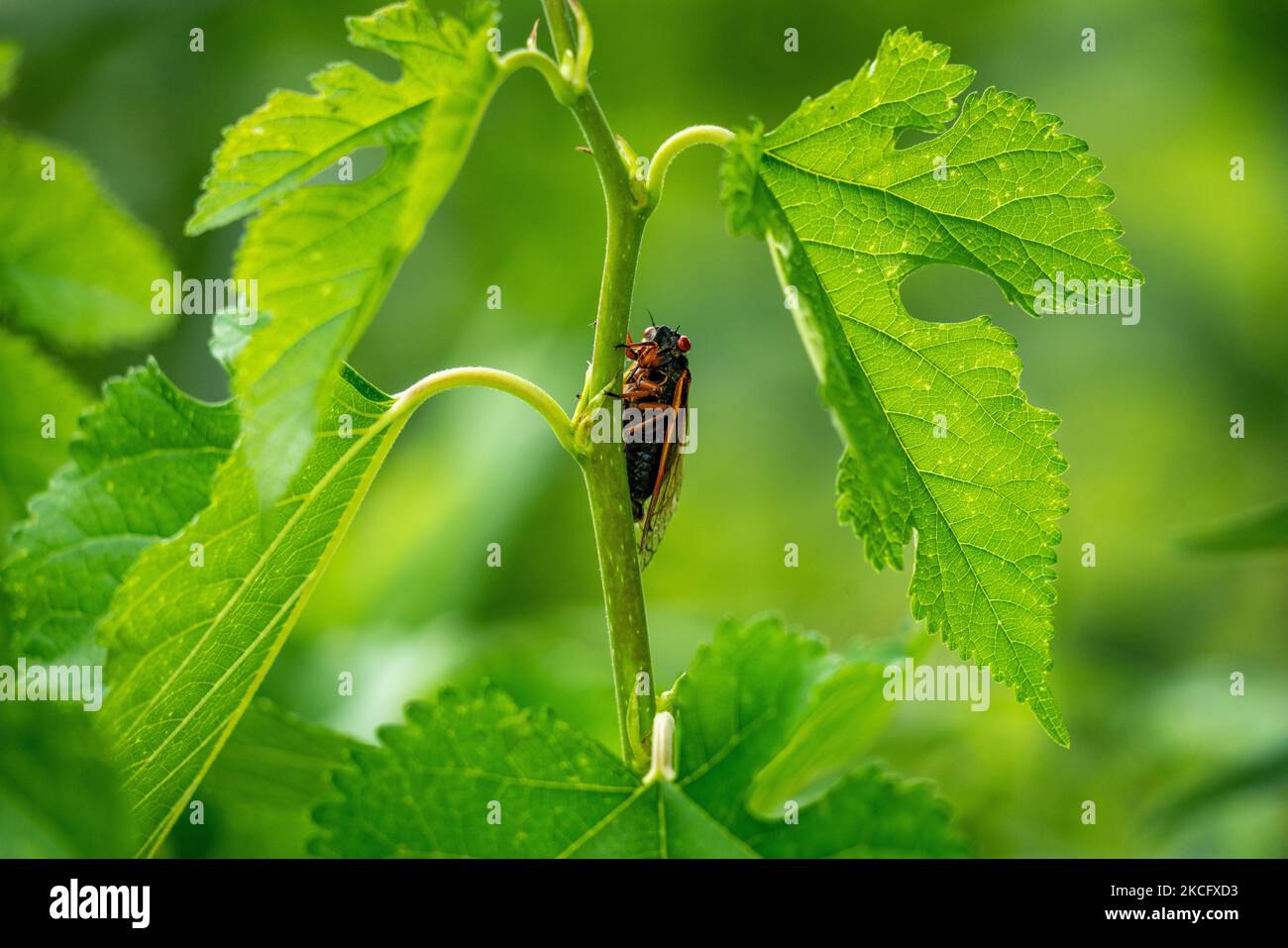 A cicada rests in a garden as Brood X cicadas are seen after spending ...