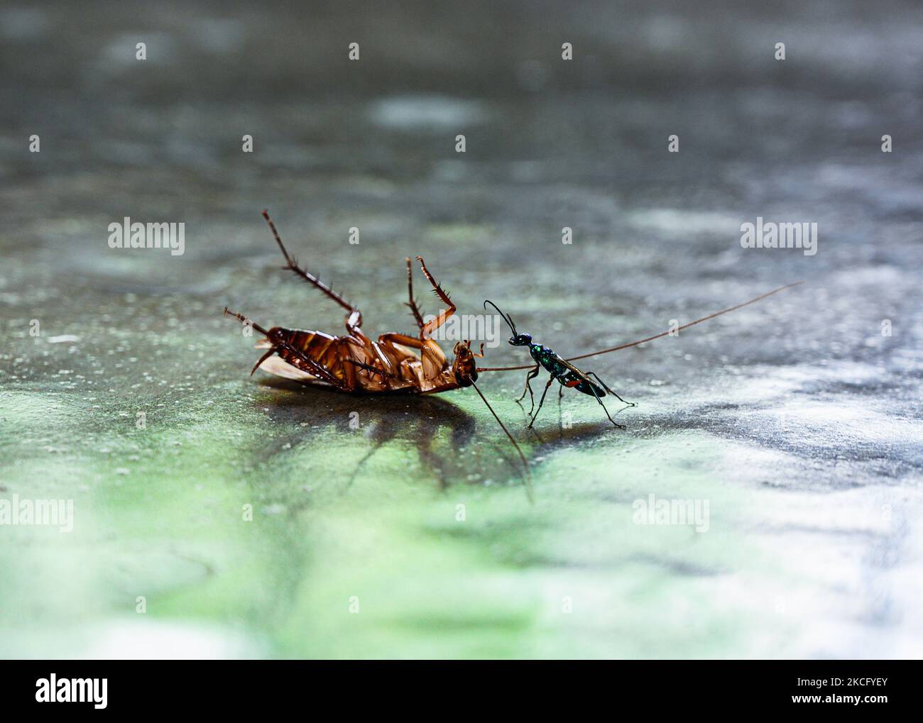 The Jewel Wasp or Emerald cockroach wasp (Ampulex compressa) is a ...