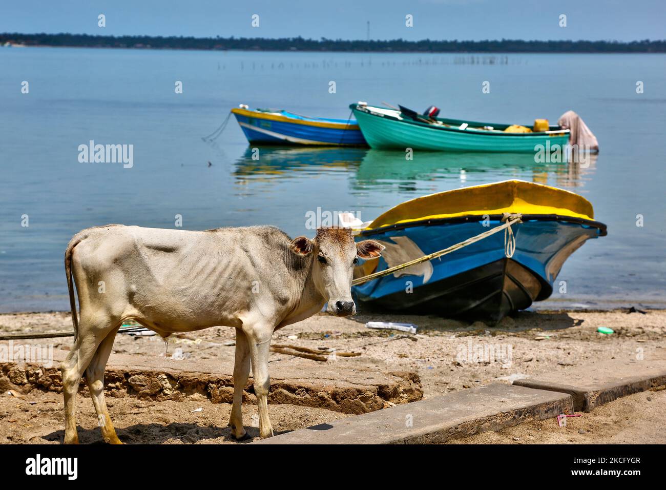 Cow standing by boats at Kurikadduwan harbour in the Jaffna region of ...
