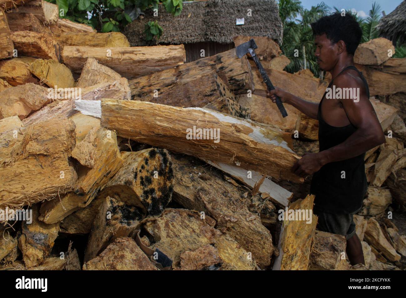 A worker is seen processing material from sago palms into flour at a ...