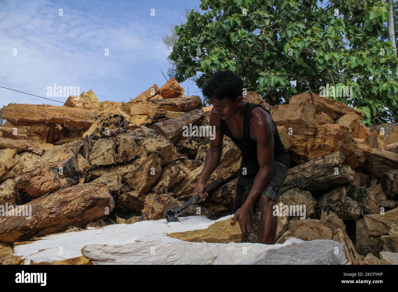 A worker is seen processing material from sago palms into flour at a ...