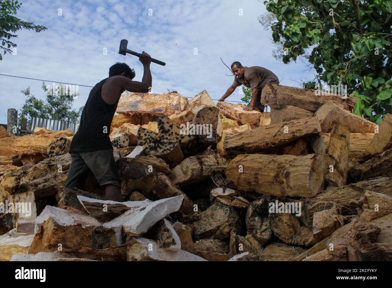 A worker is seen processing material from sago palms into flour at a ...