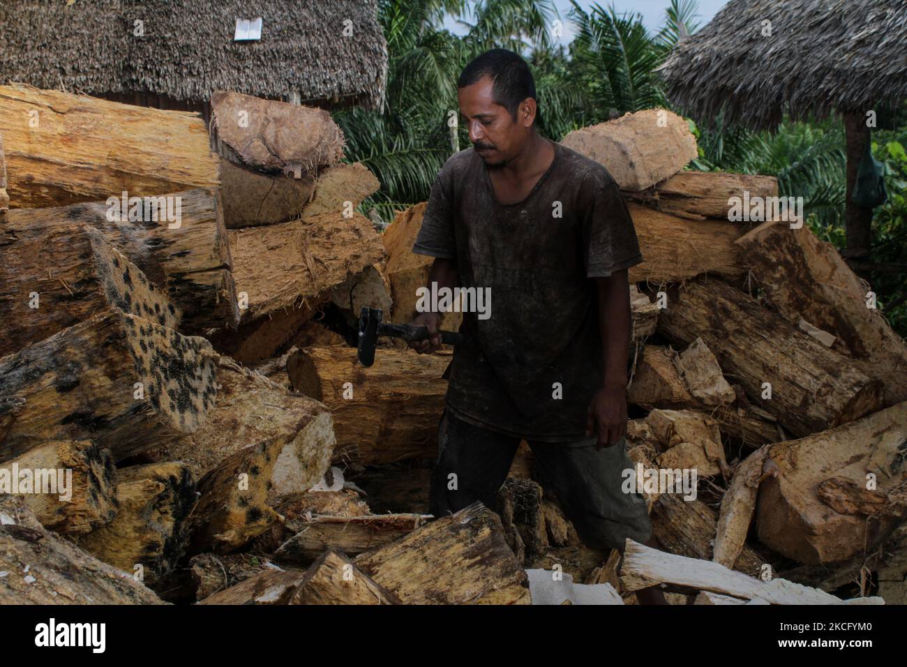 A worker is seen processing material from sago palms into flour at a ...