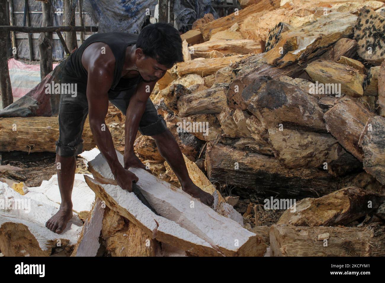 A worker is seen processing material from sago palms into flour at a ...
