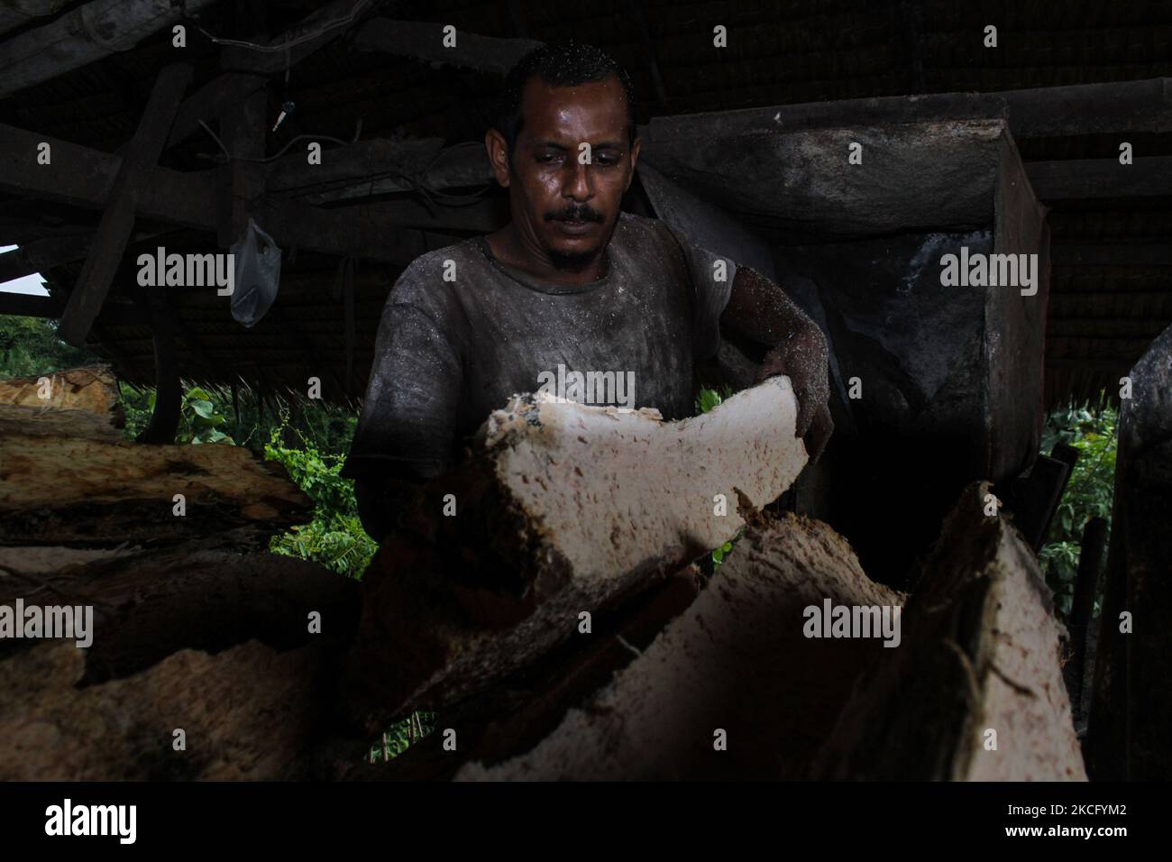 A worker is seen processing material from sago palms into flour at a ...