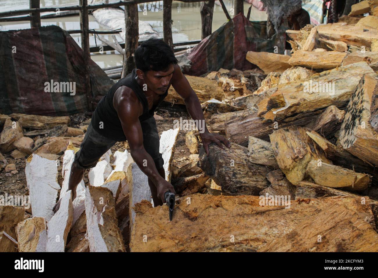 A worker is seen processing material from sago palms into flour at a ...