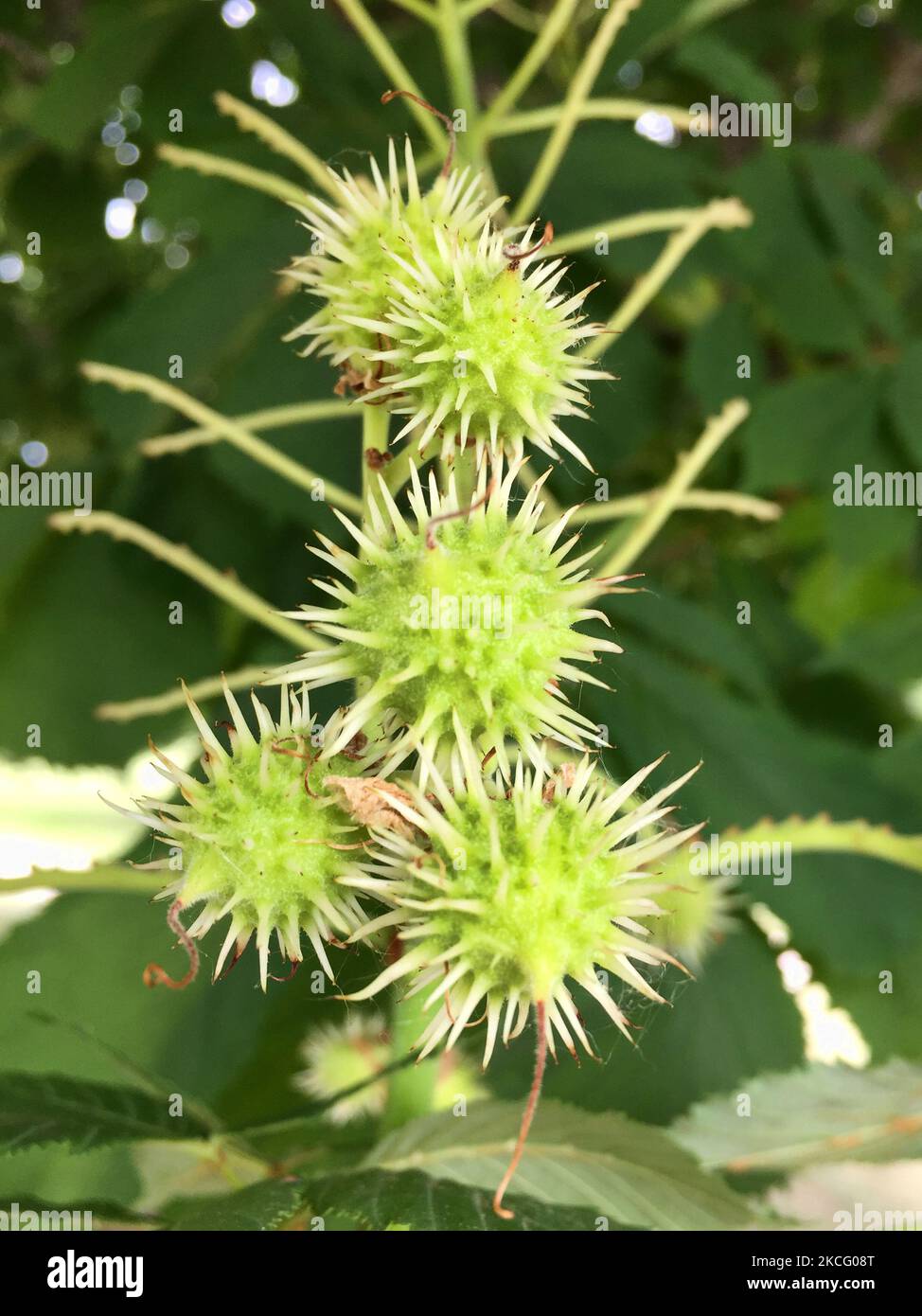 Horse chestnuts growing on a horse chestnut tree (Aesculus ...