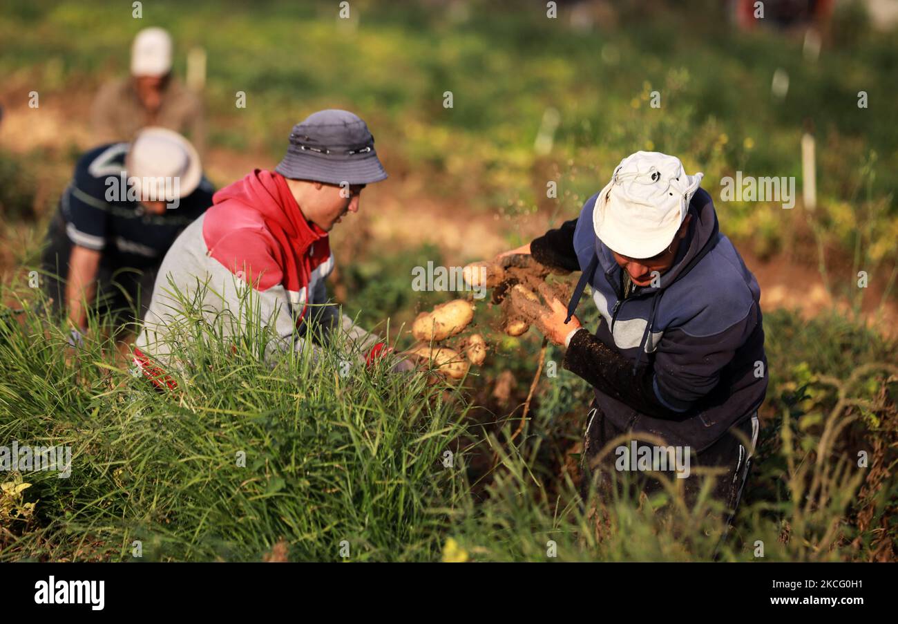 Palestinian farmers harvest potato at a field in the town of Beit Lahia ...